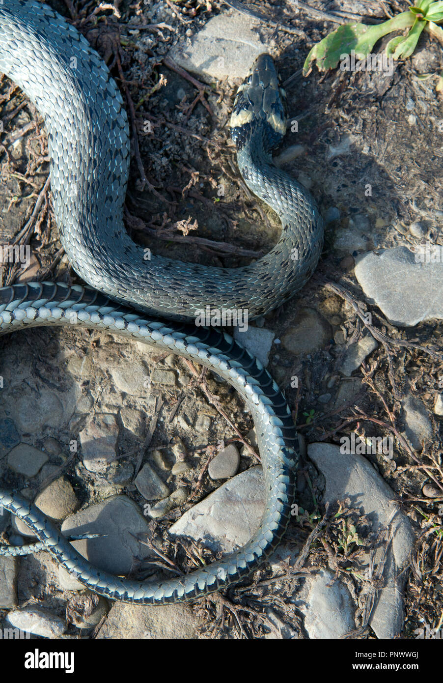 Snake in grass wilderness hi-res stock photography and images - Alamy