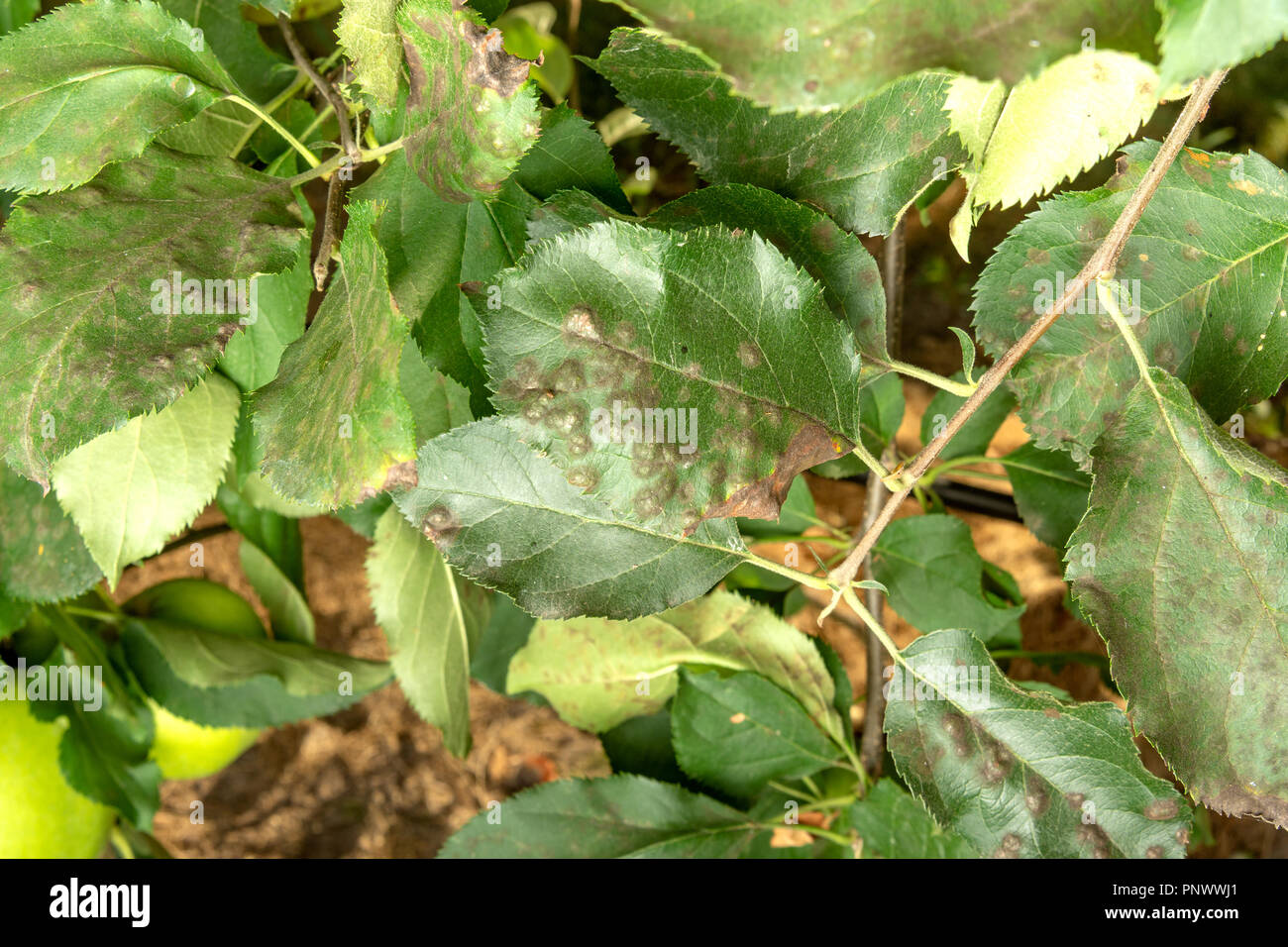 Disease of leaves and vines of pears close-up of damage to rot and ...