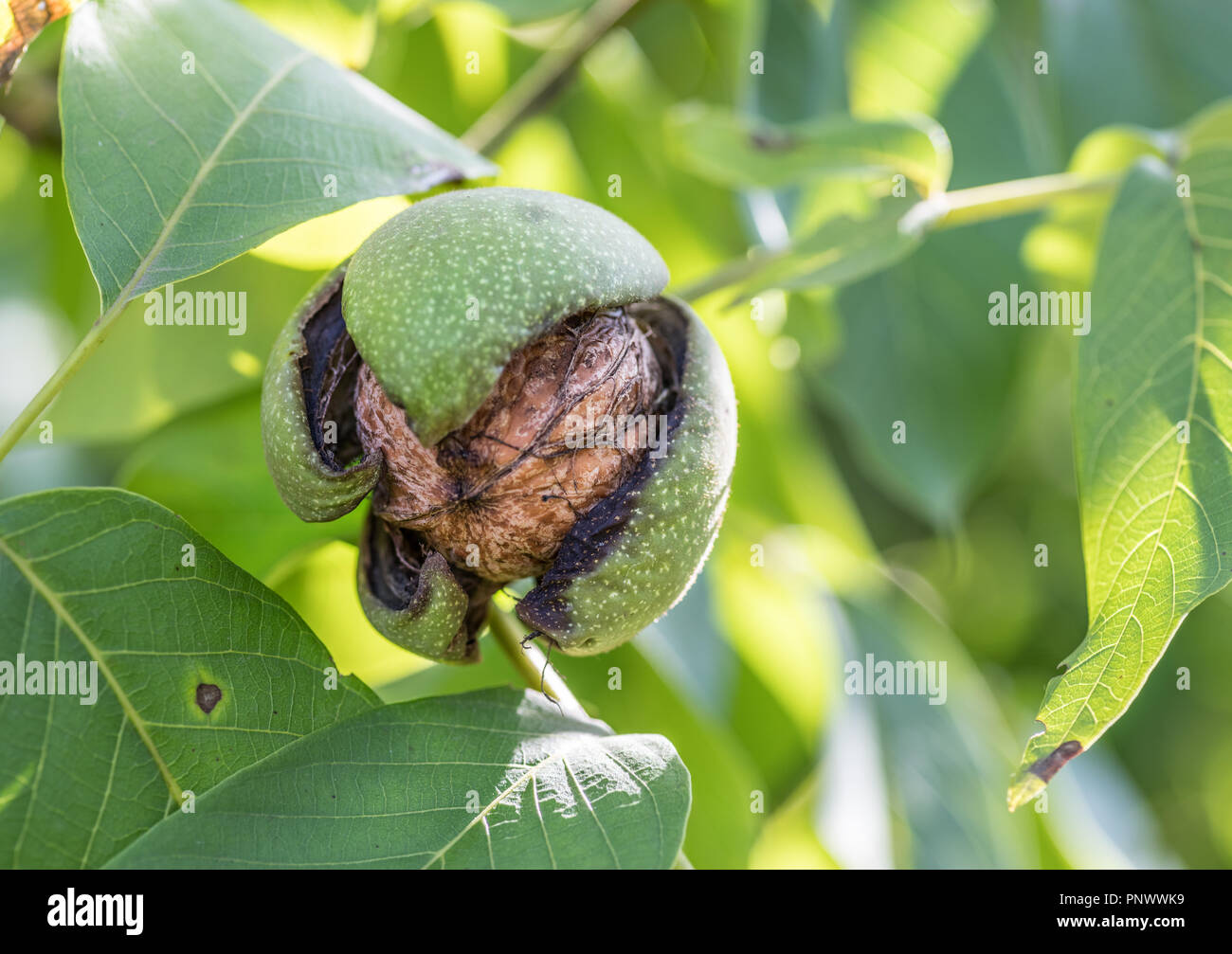 Walnut on the branch of the walnut tree falls out of the shell. Sunny ...