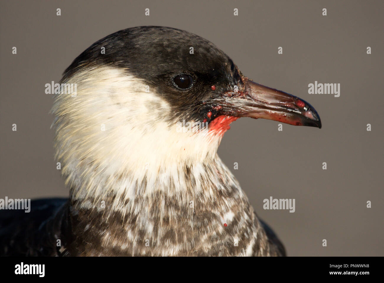 Pommarine skua feeding Stock Photo - Alamy