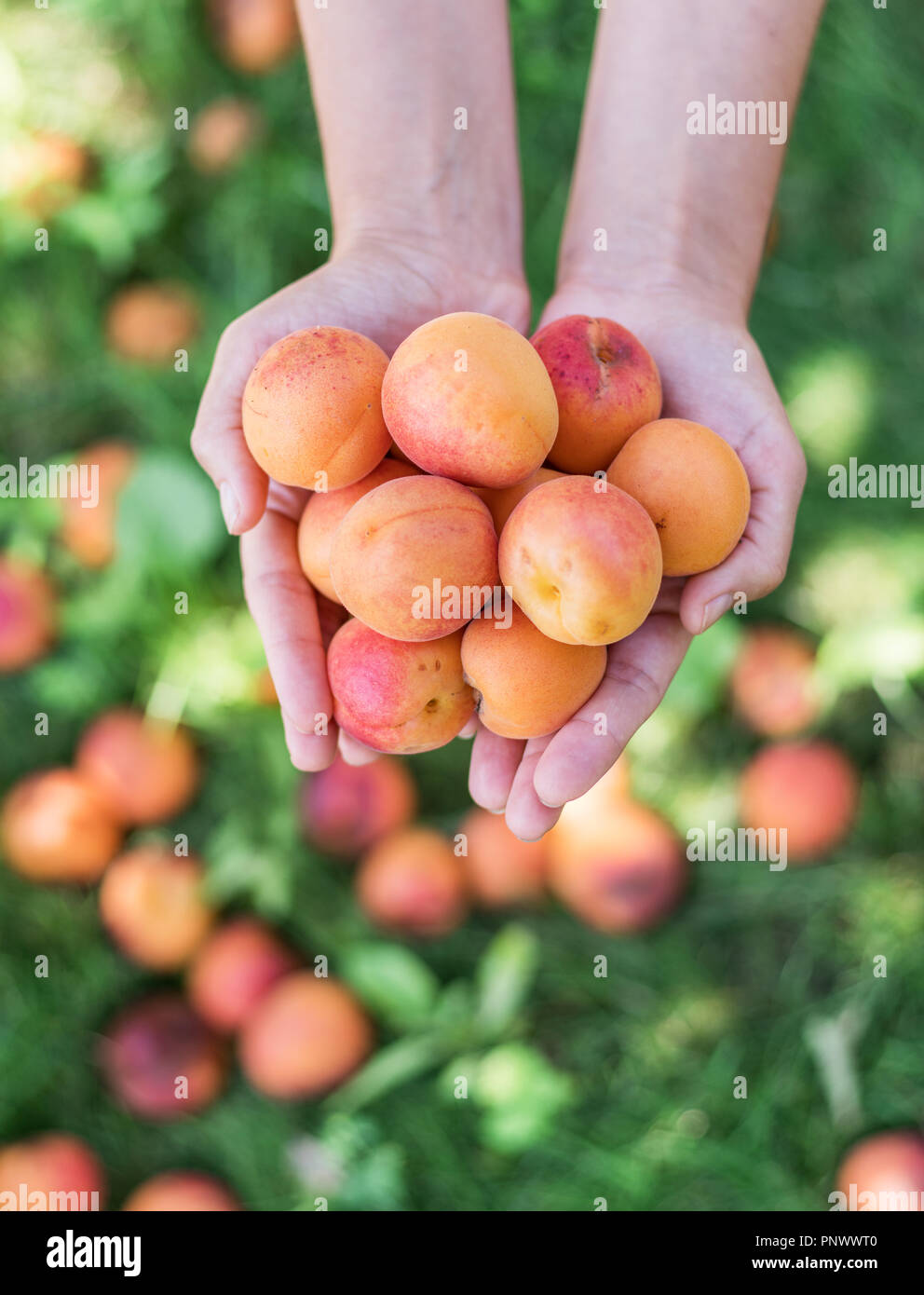 Hands holding apricots hi-res stock photography and images - Alamy