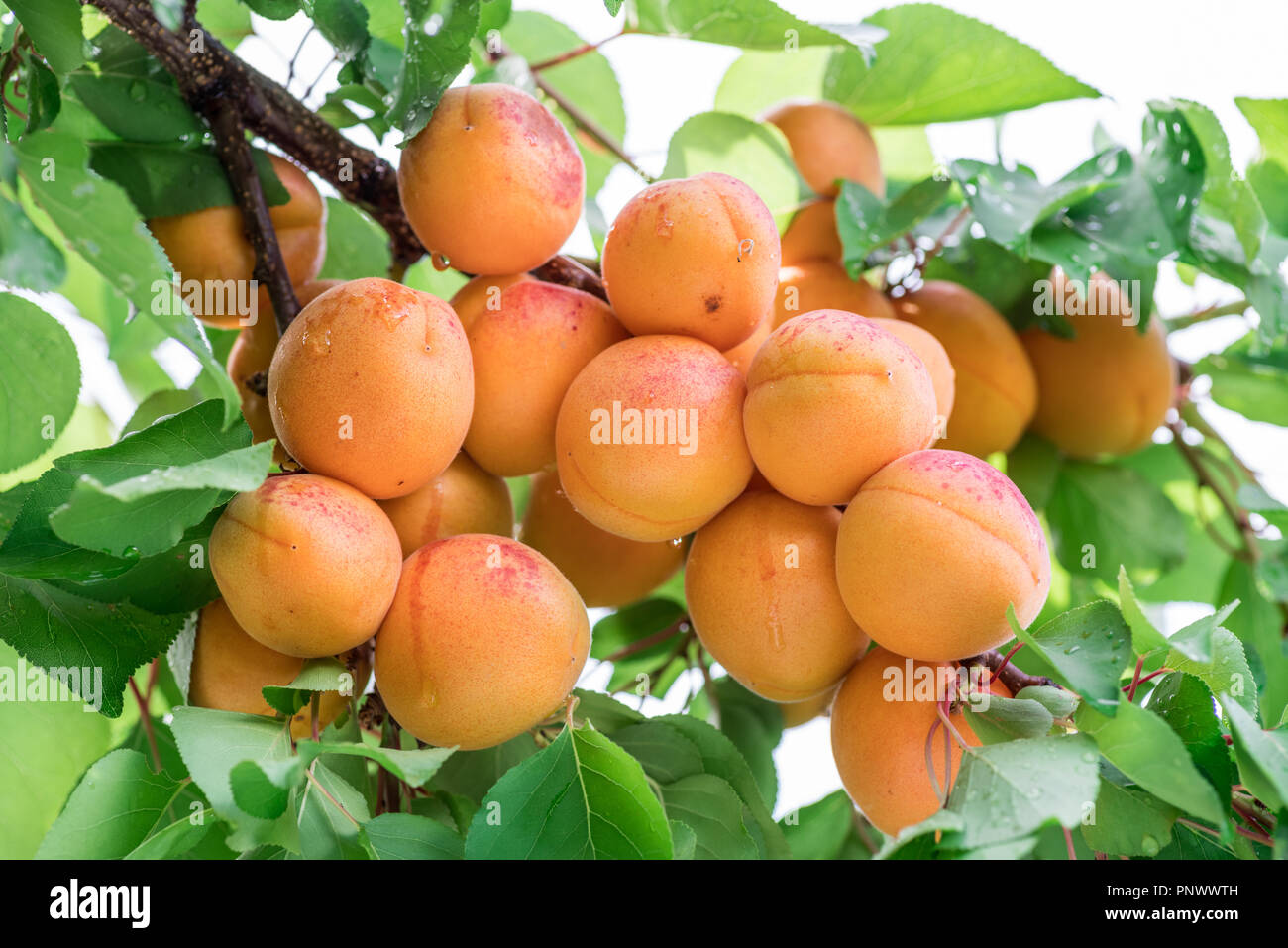 Ripe apricots on the orchard tree. Nature background Stock Photo - Alamy