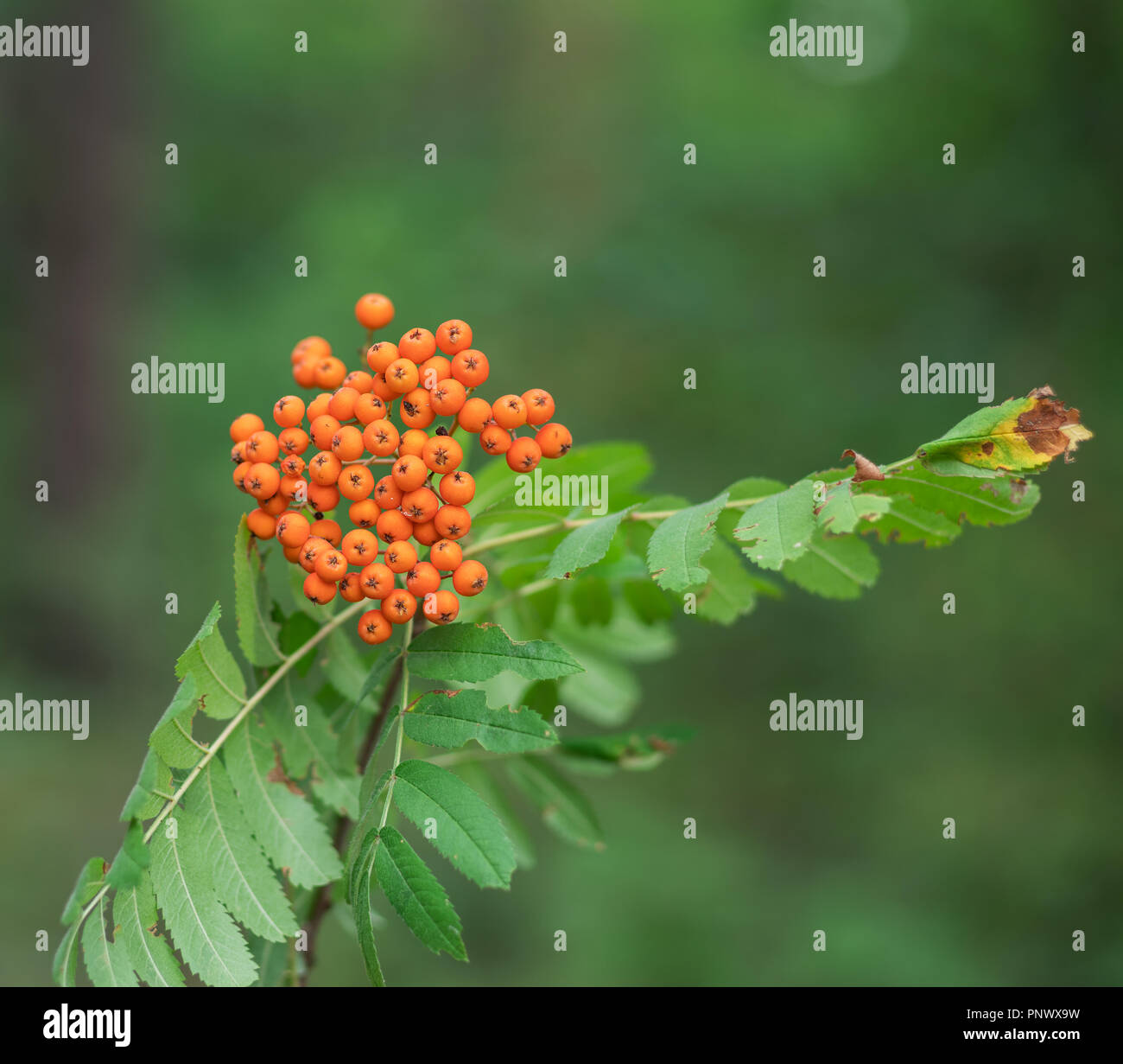 European rowan berries. Close up. Blurred green nature background Stock ...
