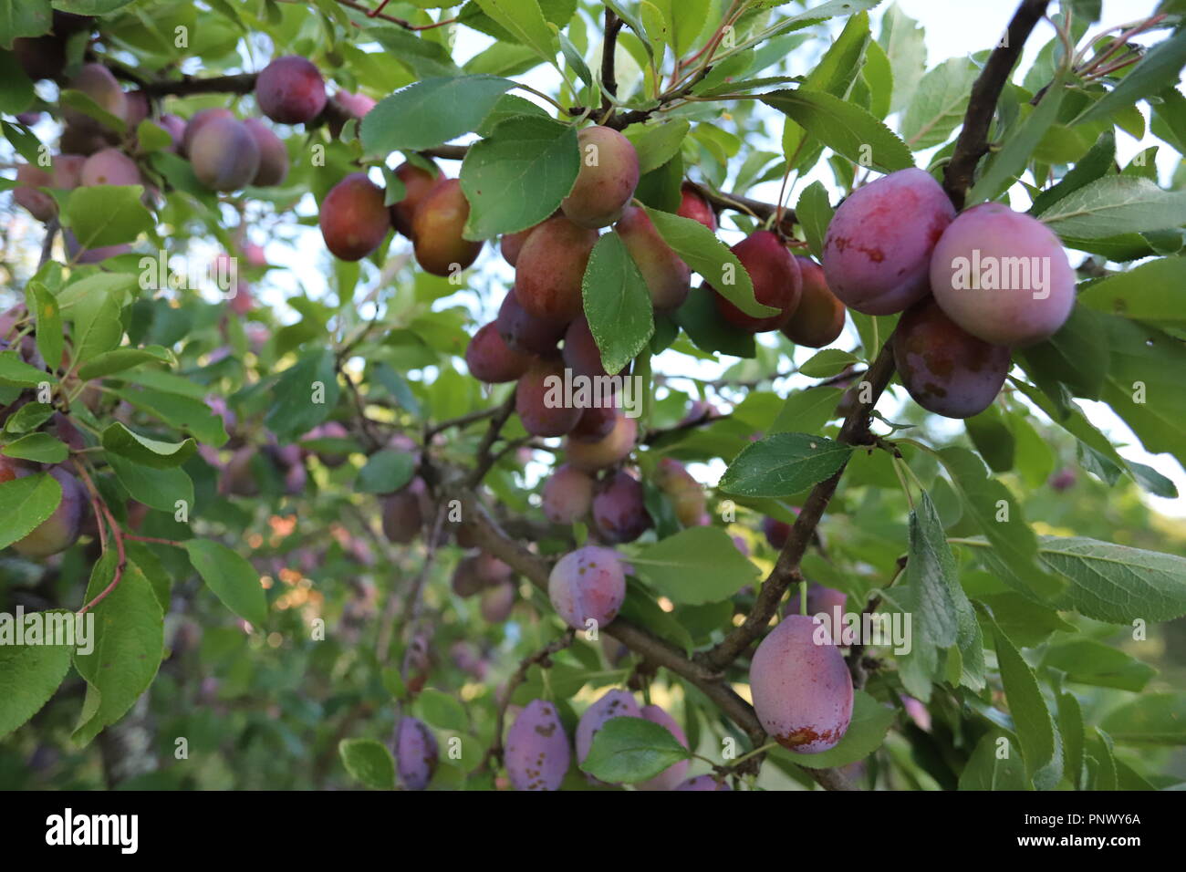Summer fruits in France. Victoria plums ready for picking Stock Photo ...