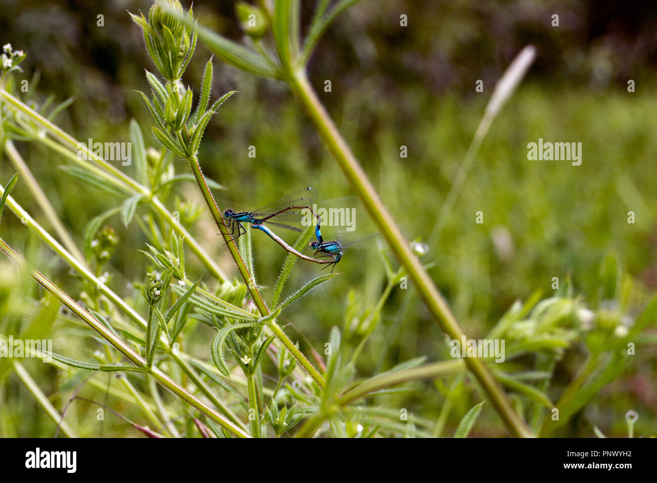 Two Damsel fly's mating in the summer sun, in the familiar heart shape ...