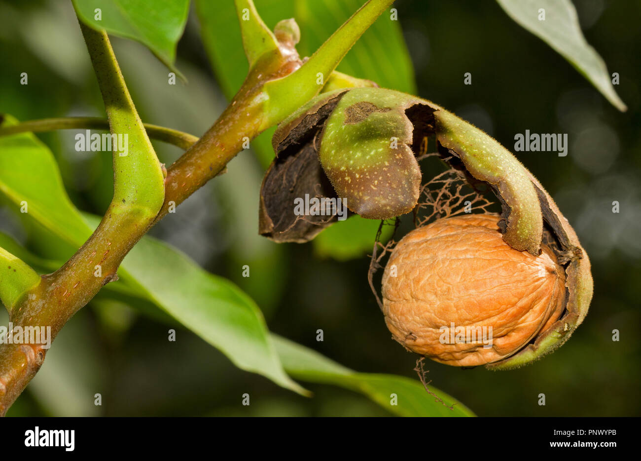 Ripe nut of a Walnut tree, nut, husk and leaves Stock Photo - Alamy