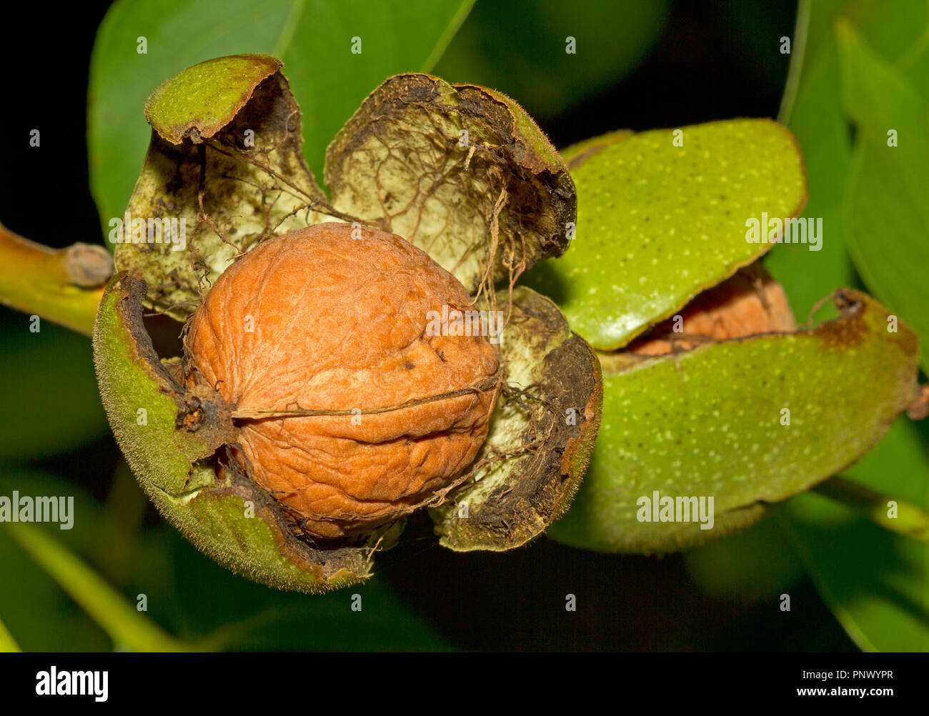 Pod like fruit hi-res stock photography and images - Alamy