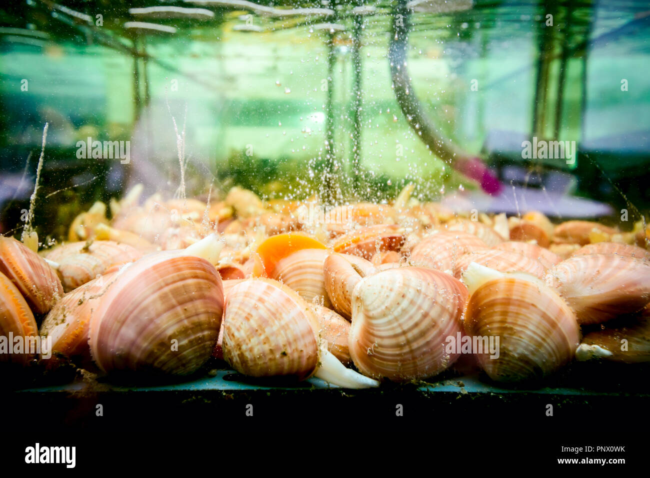 Live clams are in aquarium, tank at traditional seafood restaurant for ...