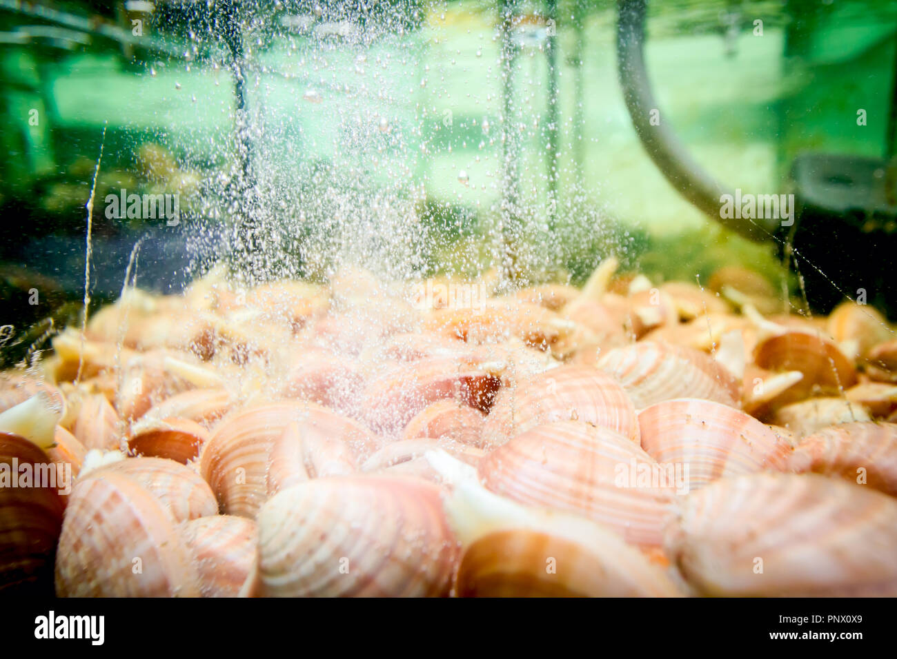 Live clams are in aquarium, tank at traditional seafood restaurant for ...