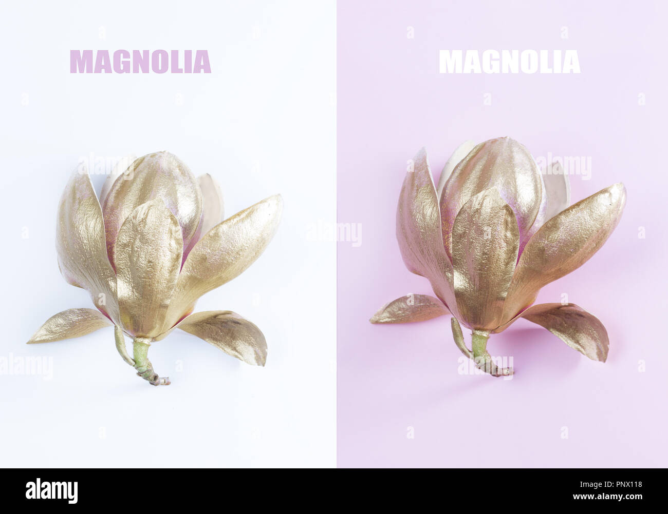 Magnolia painted hi-res stock photography and images - Alamy