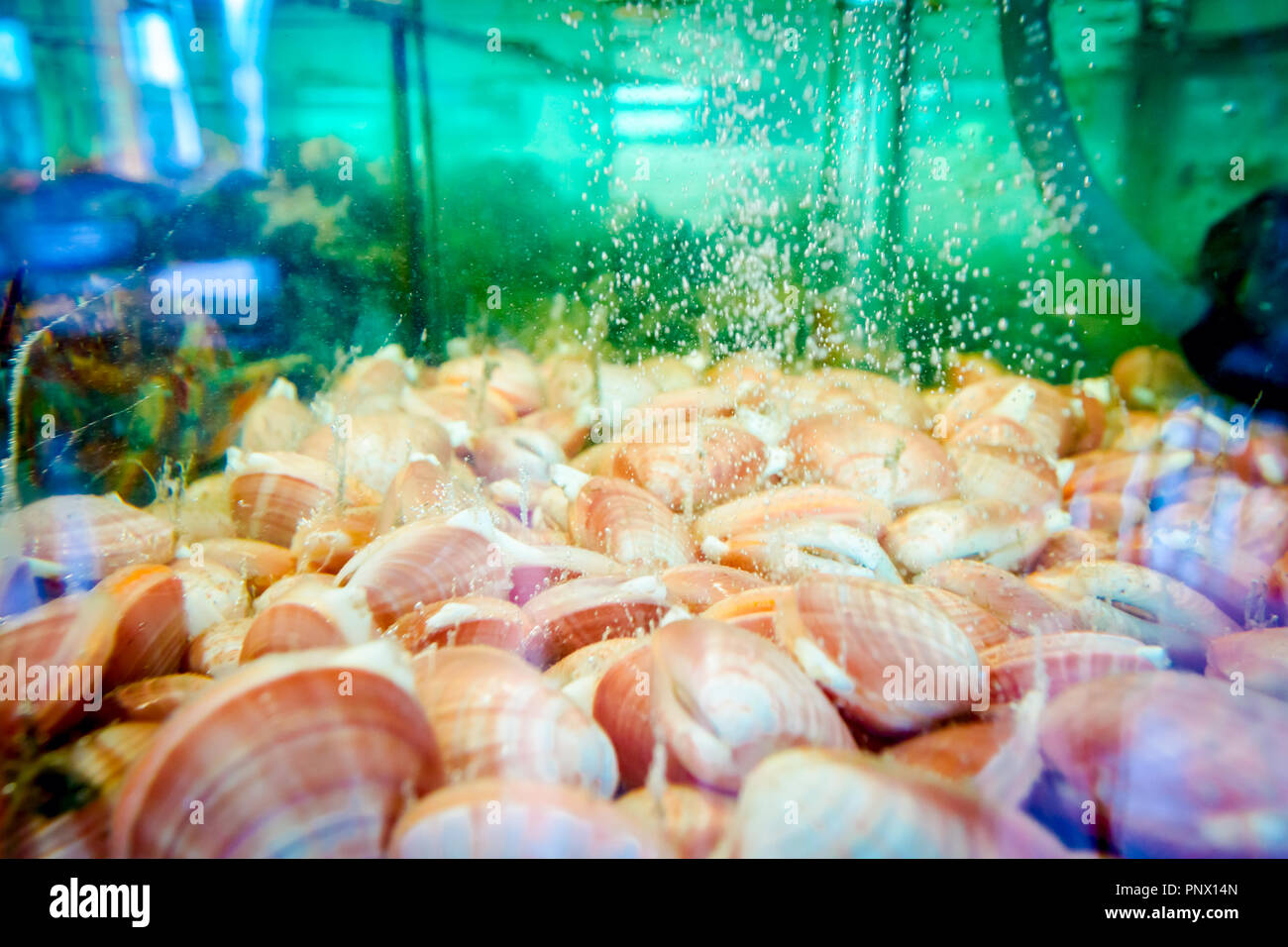 Live clams are in aquarium, tank at traditional seafood restaurant for ...