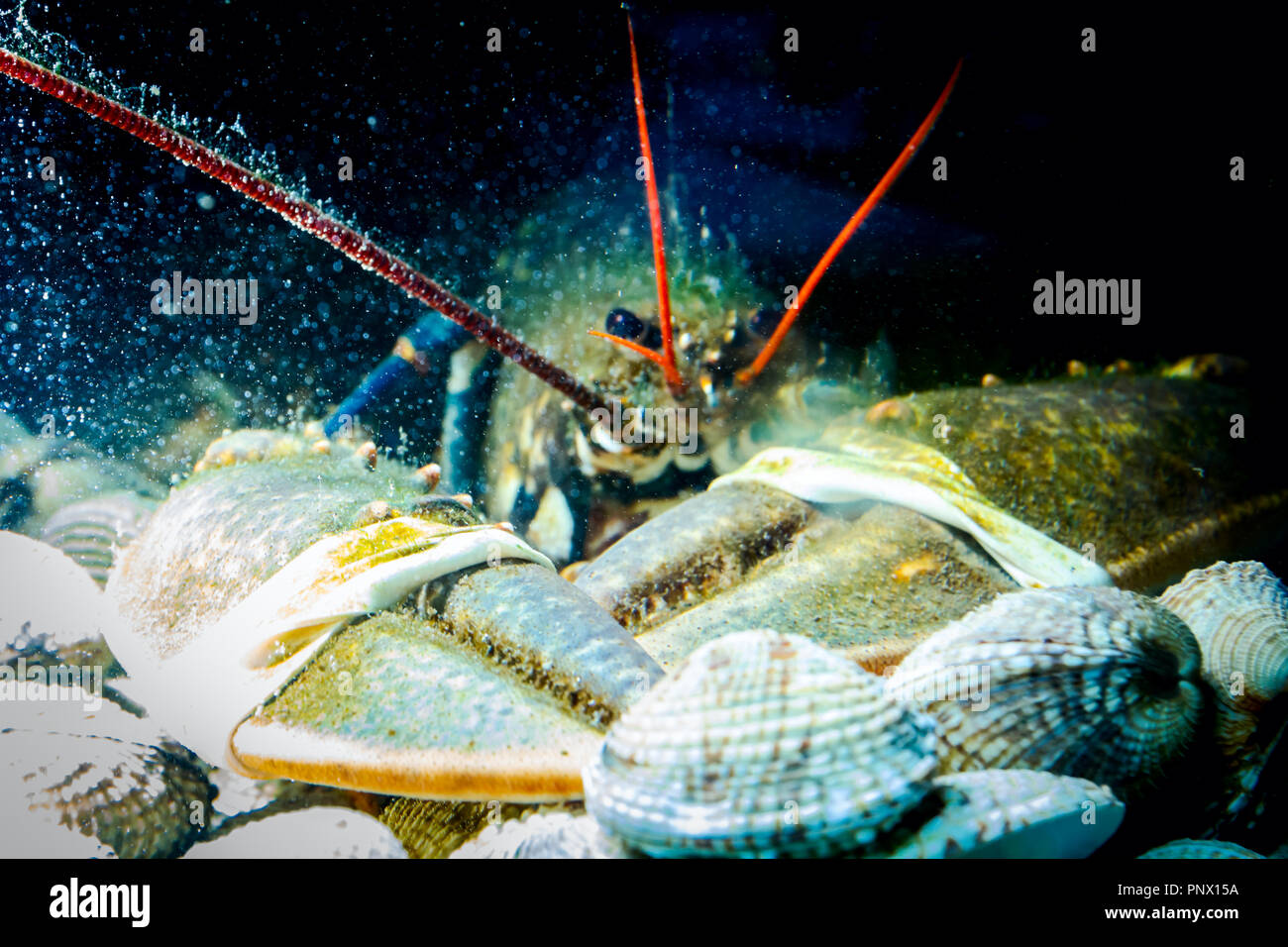 Live exotic and expensive crayfish with tied claws on pile of clams are ...