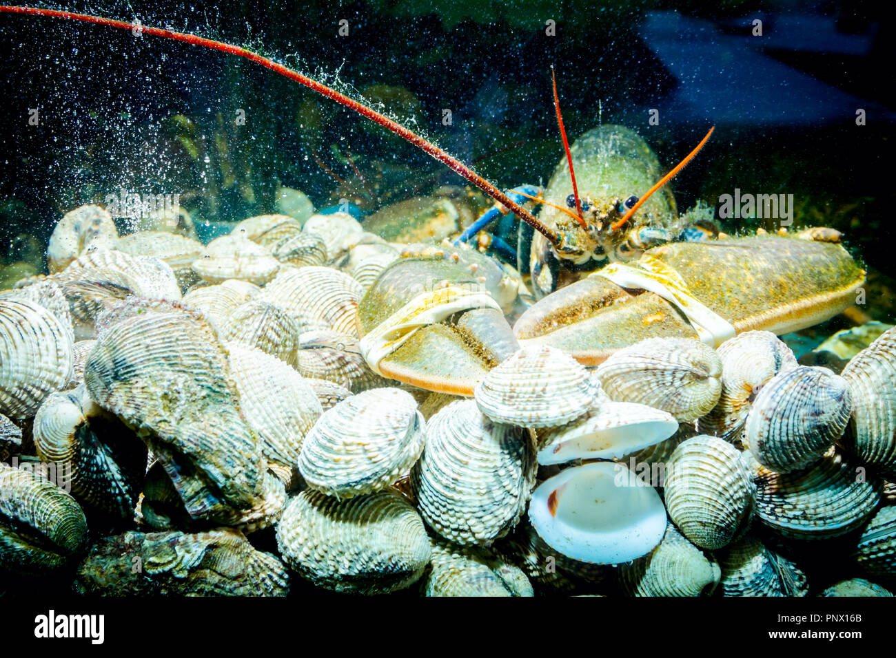 Live exotic and expensive crayfish with tied claws on pile of clams are ...