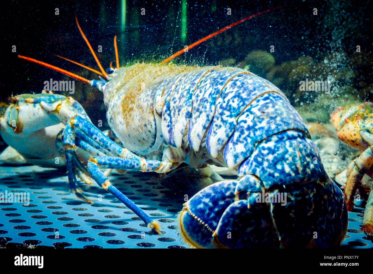 View from back on tails of live exotic and expensive two crayfishes ...