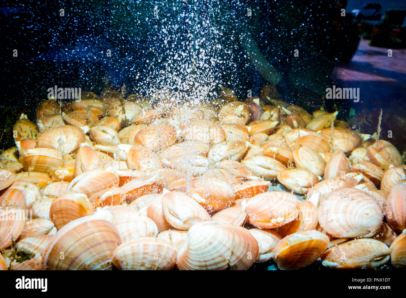 Live clams are in aquarium, tank at traditional seafood restaurant for ...