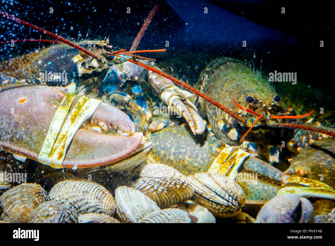 Live exotic and expensive crayfish with tied claws on pile of clams are ...