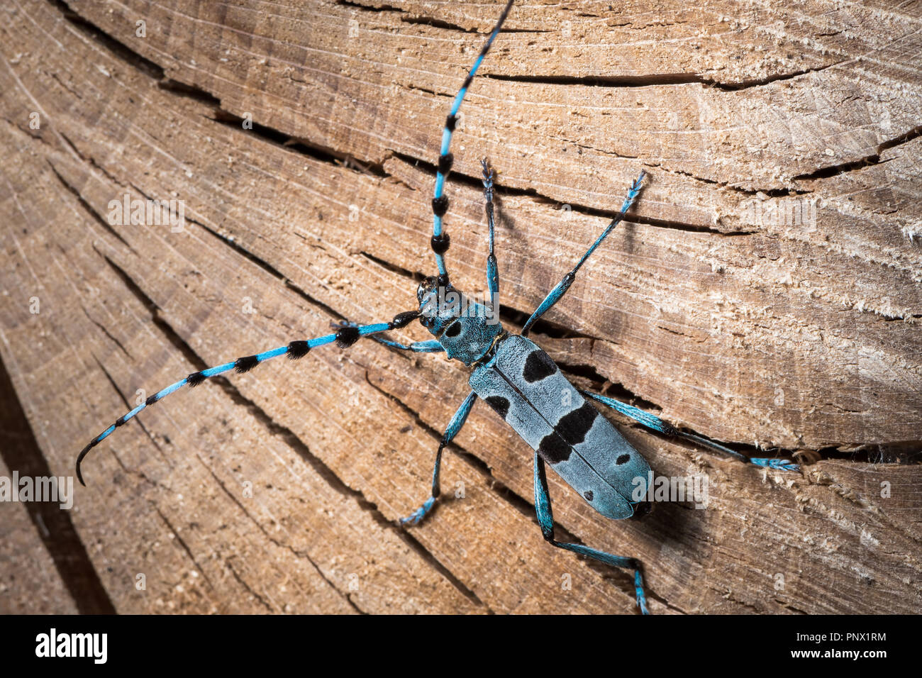 Female Alpine longhorn beetle (Rosalia alpina, Cerambycidae) on a beech ...