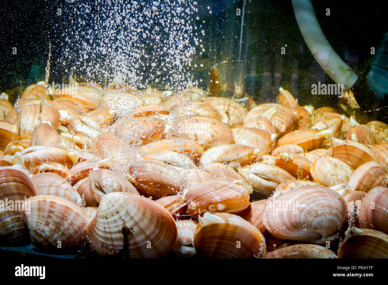 Live clams are in aquarium, tank at traditional seafood restaurant for ...