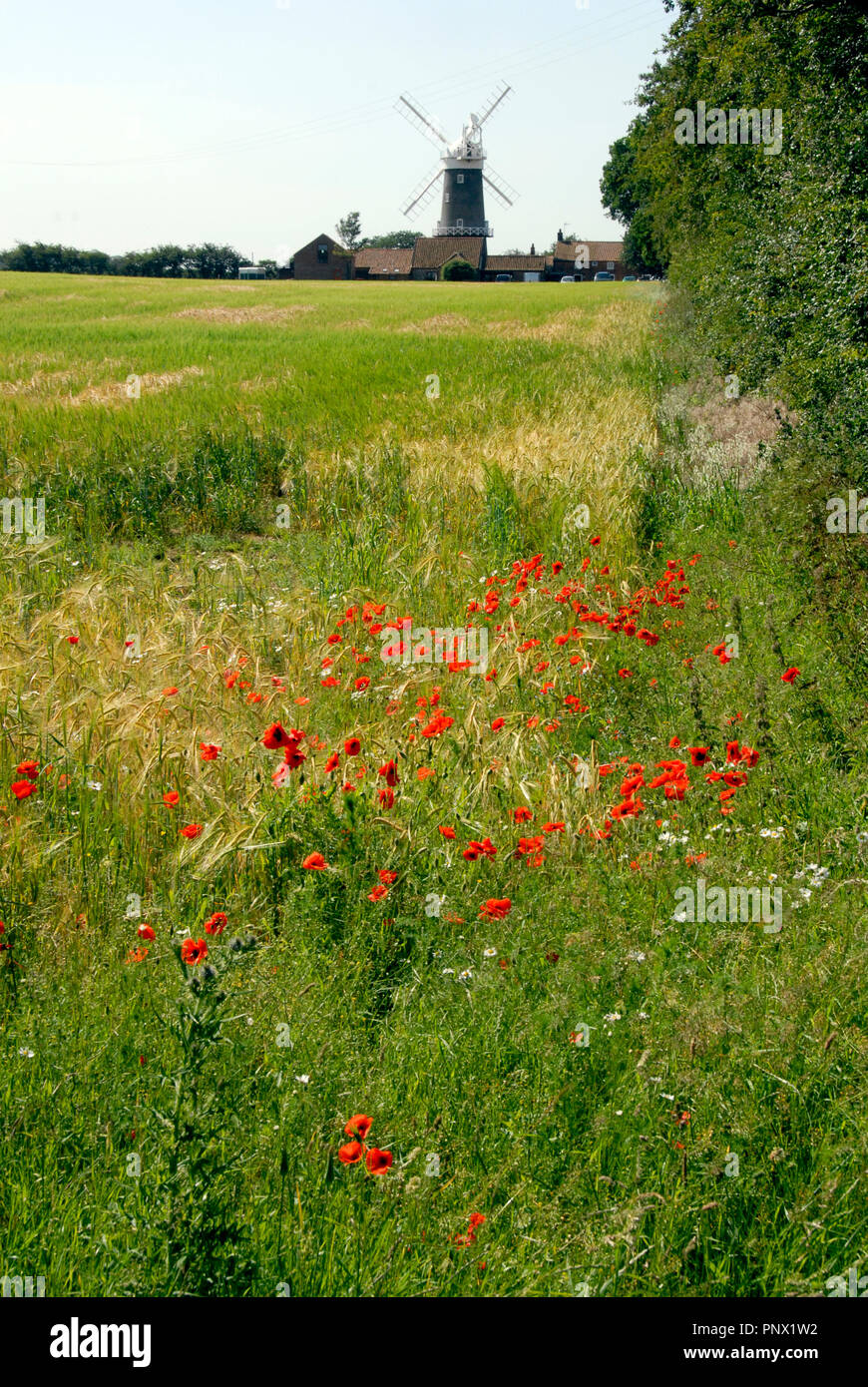 Poppies With Windmill High Resolution Stock Photography and Images - Alamy