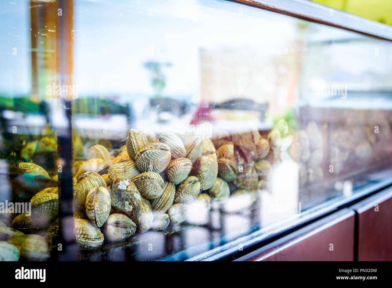 Live clams are in aquarium, tank at traditional seafood restaurant for ...