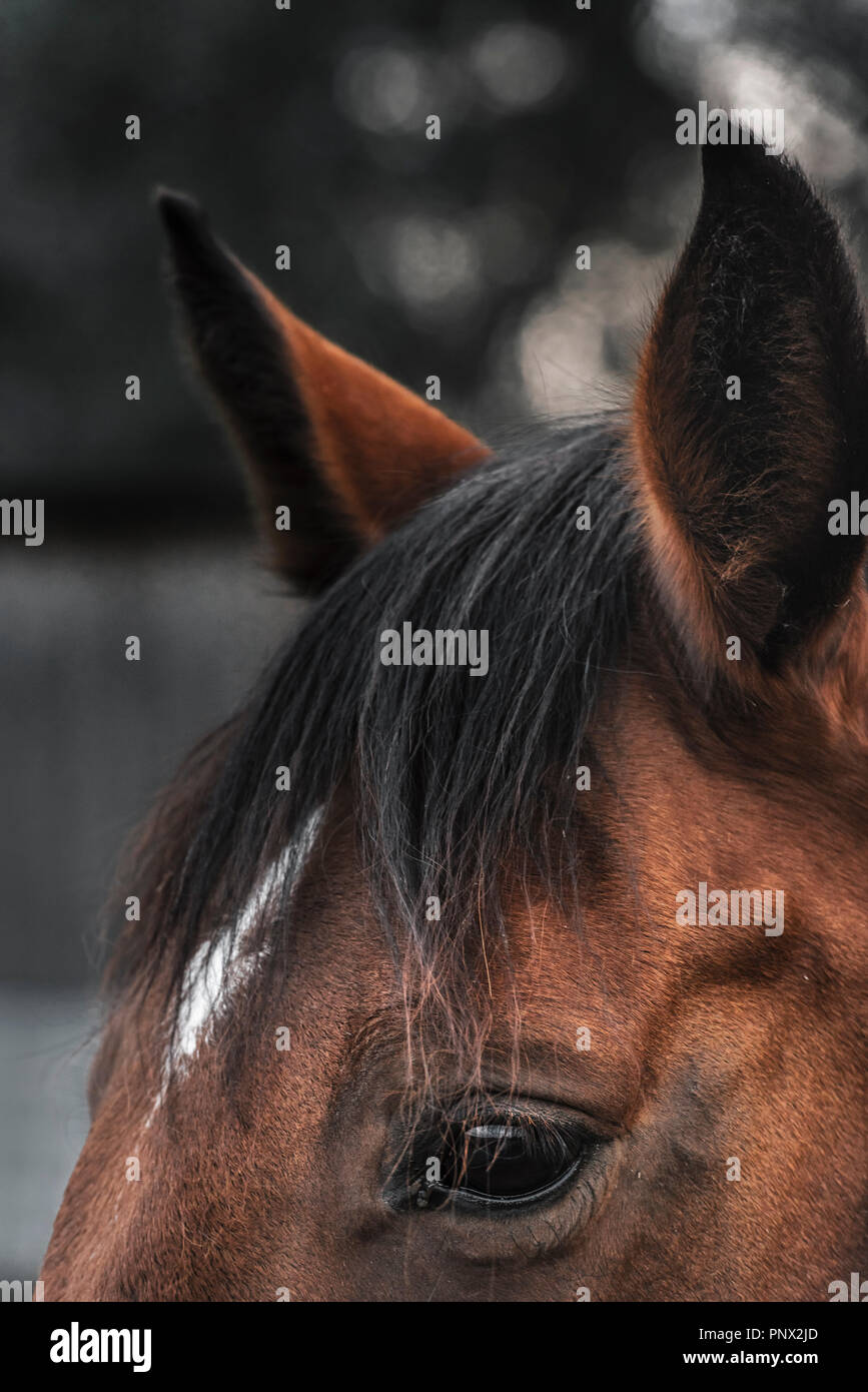 Black horse white forehead hi-res stock photography and images - Alamy