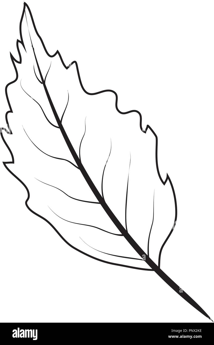 outline exotic nature leaf rustic style Stock Vector Image & Art - Alamy
