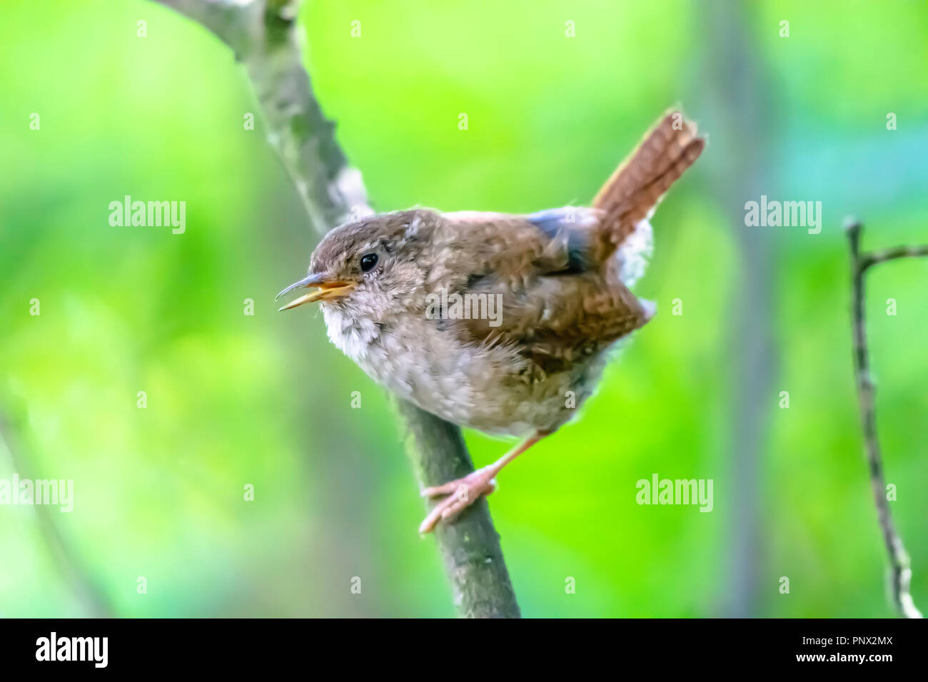 Wren Flying High Resolution Stock Photography and Images - Alamy