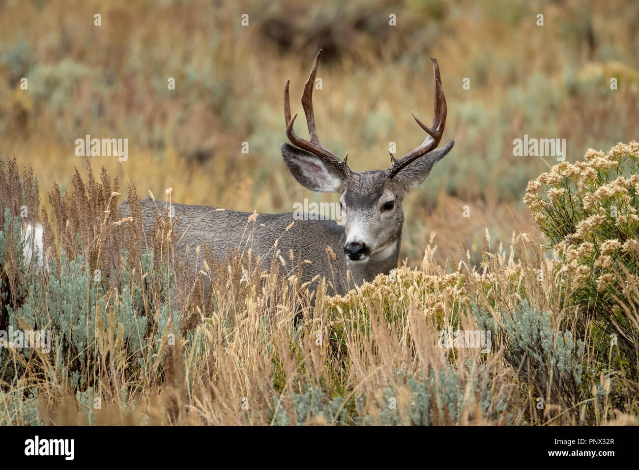 White-tailed deer buck (Odocoileus virginianus) in Yellowstone meadow ...