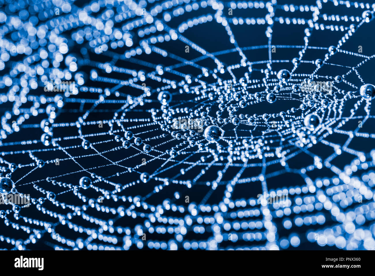 Glittery spider web with pearls from dew drops close-up. Beautiful ...