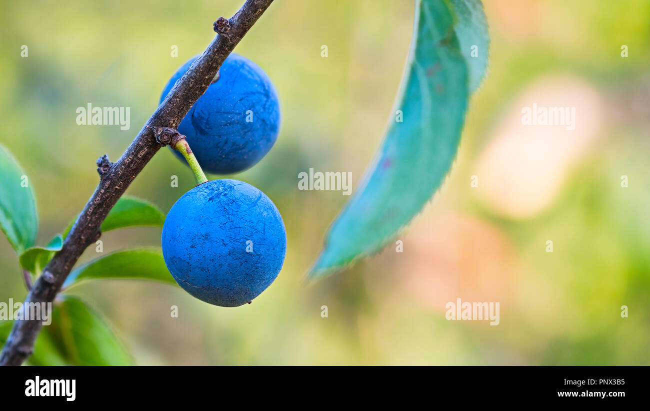 Two ripe blue sloes on branch with green leaves. Prunus spinosa. Fresh ...