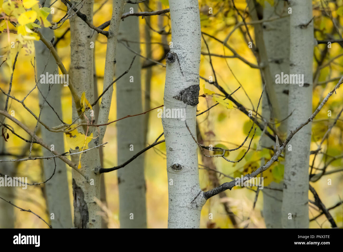 Yellow aspen (Populus tremuloides) denote autumn in Yellowstone ...