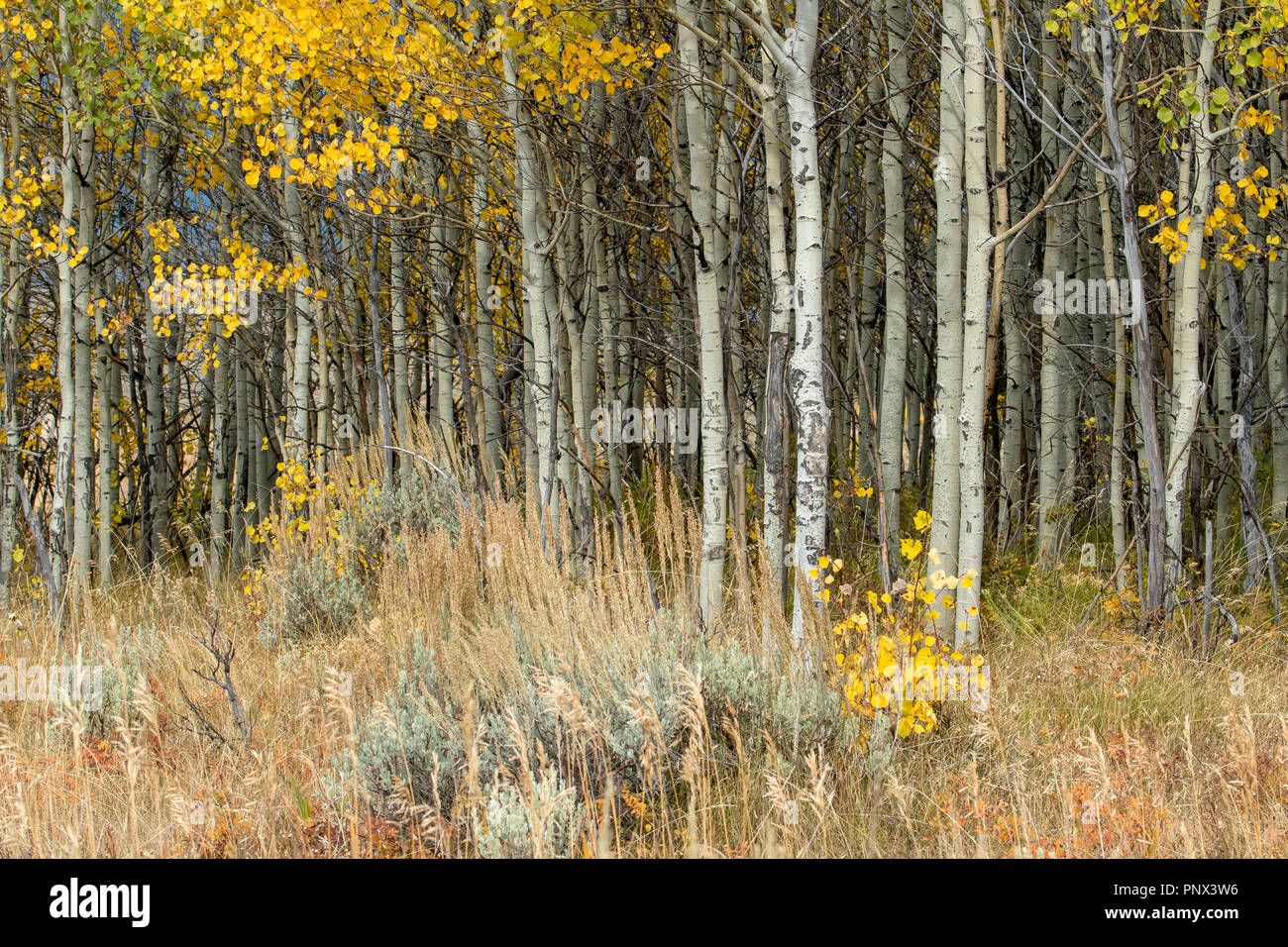 Yellow aspen (Populus tremuloides) denote autumn in Yellowstone ...
