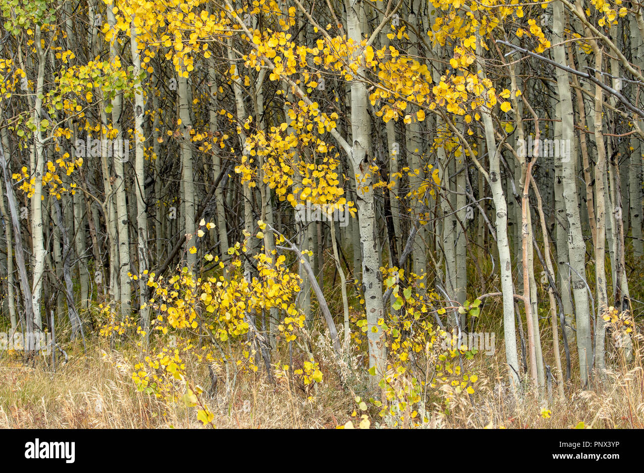 Yellow aspen (Populus tremuloides) denote autumn in Yellowstone ...