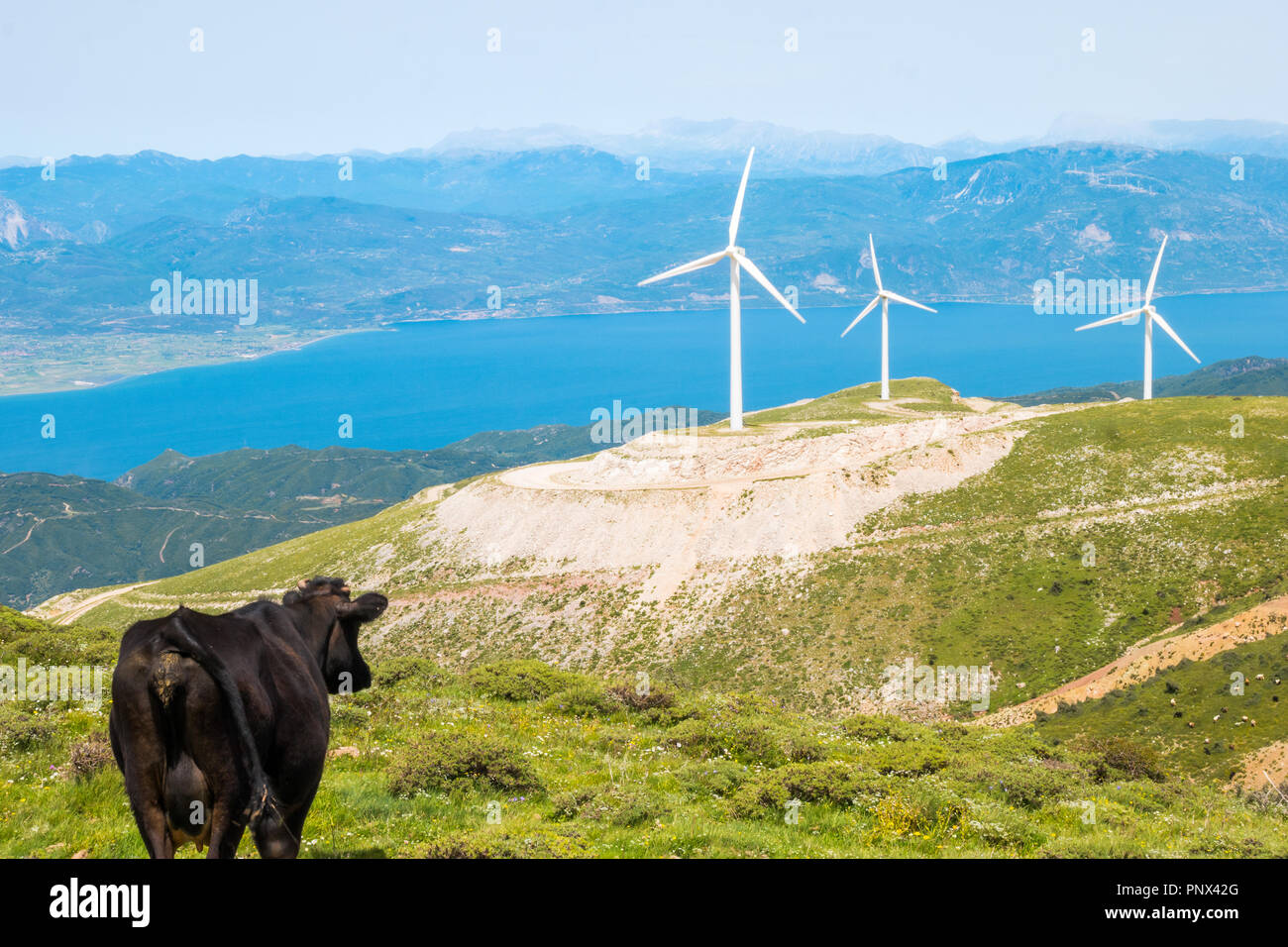 Cow power plant hi-res stock photography and images - Alamy