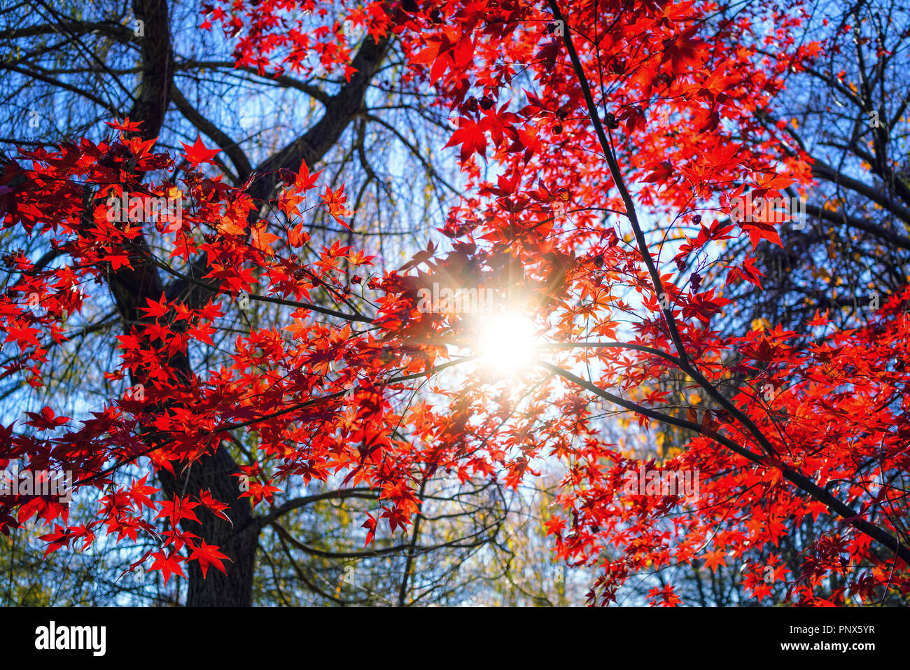Sun and tree hi-res stock photography and images - Alamy
