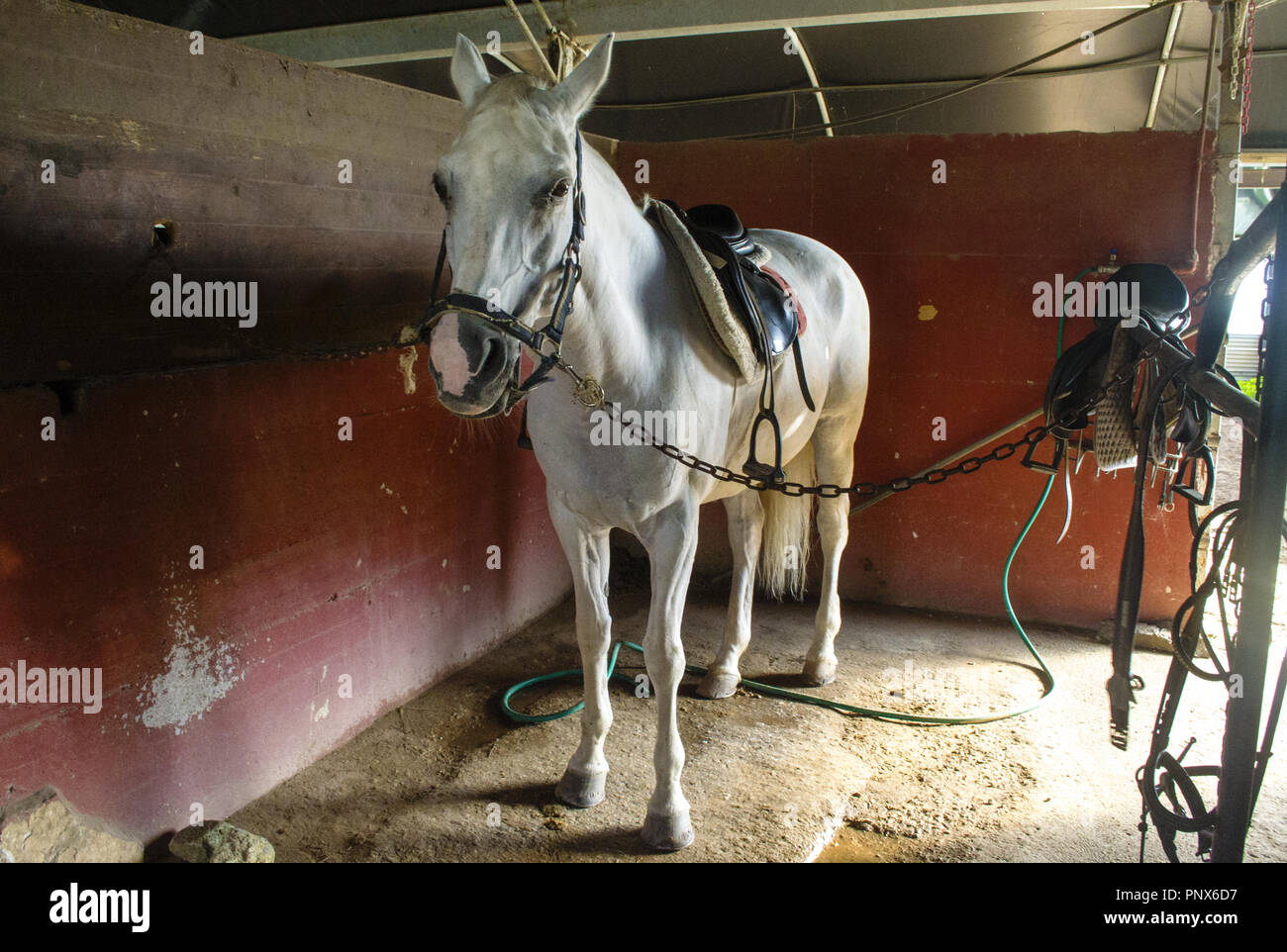 white horse in the stables ready to be cleaned Stock Photo - Alamy