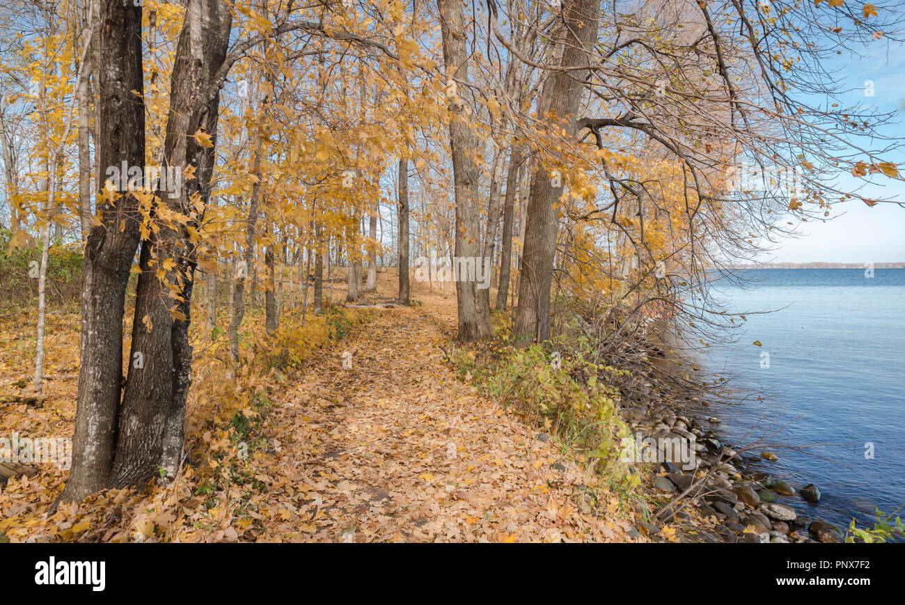 A path covered with fallen yellow leaves winds between the trees along ... A path covered with fallen yellow leaves winds between the trees along ...