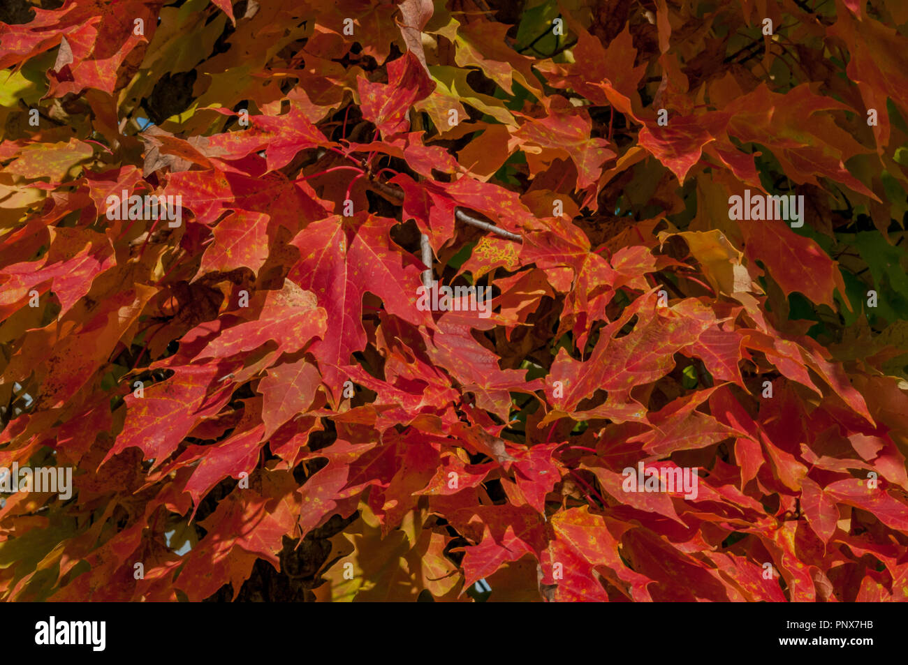 Colorful close-up of a branch of a maple tree with bright red leaves ...