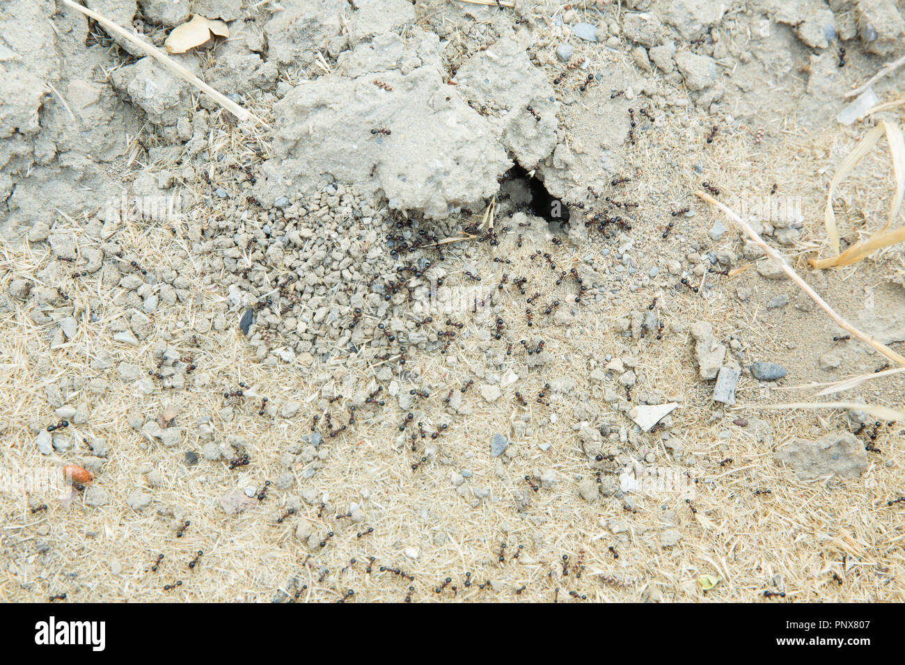 Sugar ants gather around the hole of their nest . Black ants in desert ...