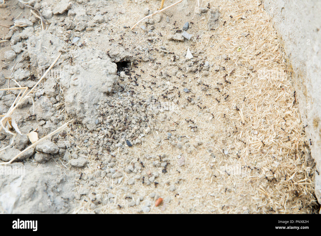 Sugar ants gather around the hole of their nest . Black ants in desert ...