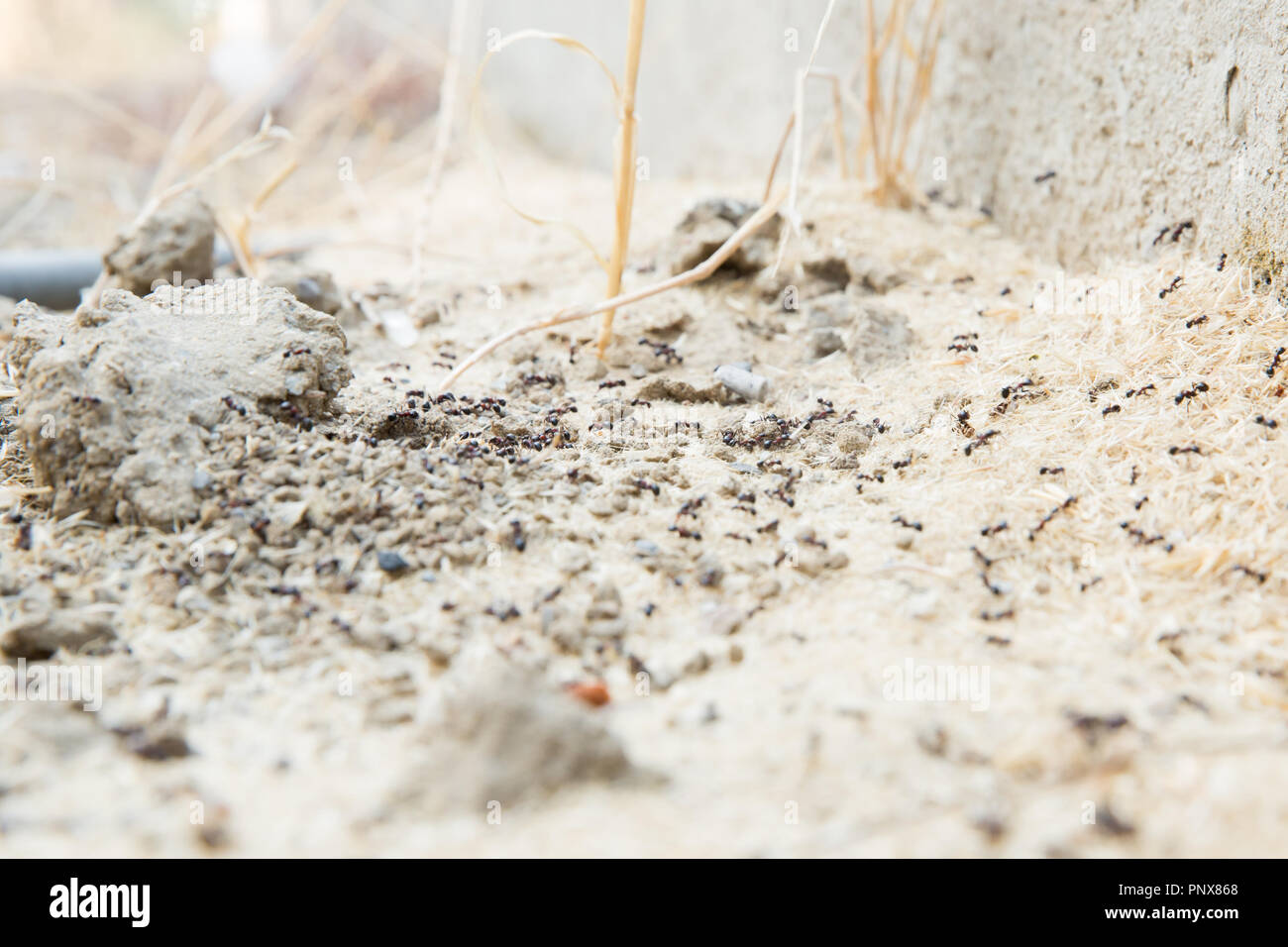Sugar ants gather around the hole of their nest . Black ants in desert ...