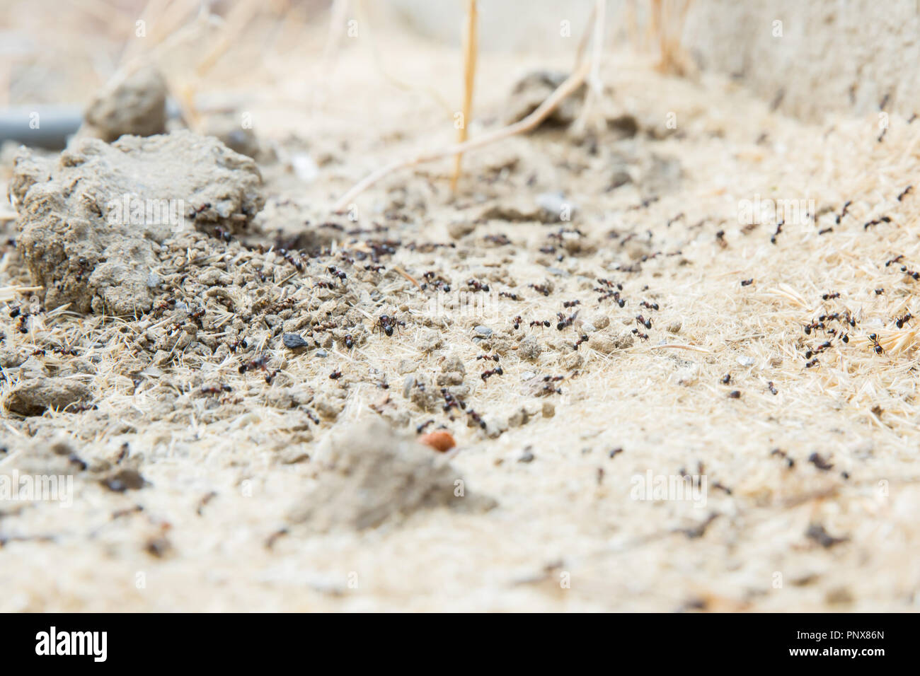 Sugar ants gather around the hole of their nest . Black ants in desert ...