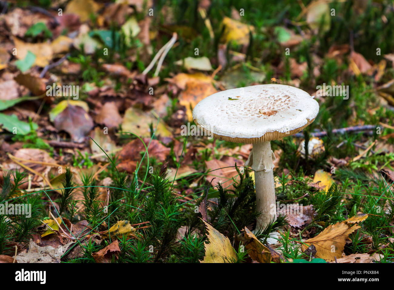 Tall fungi hi-res stock photography and images - Alamy