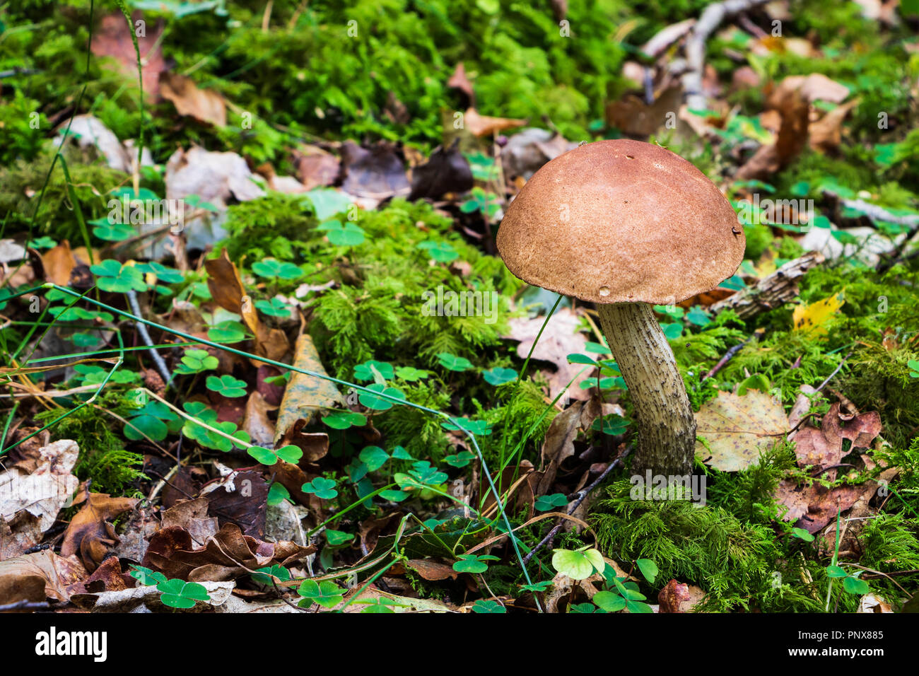 Brown birch rough stalk edible fungi on a woodland floor in Autumn ...