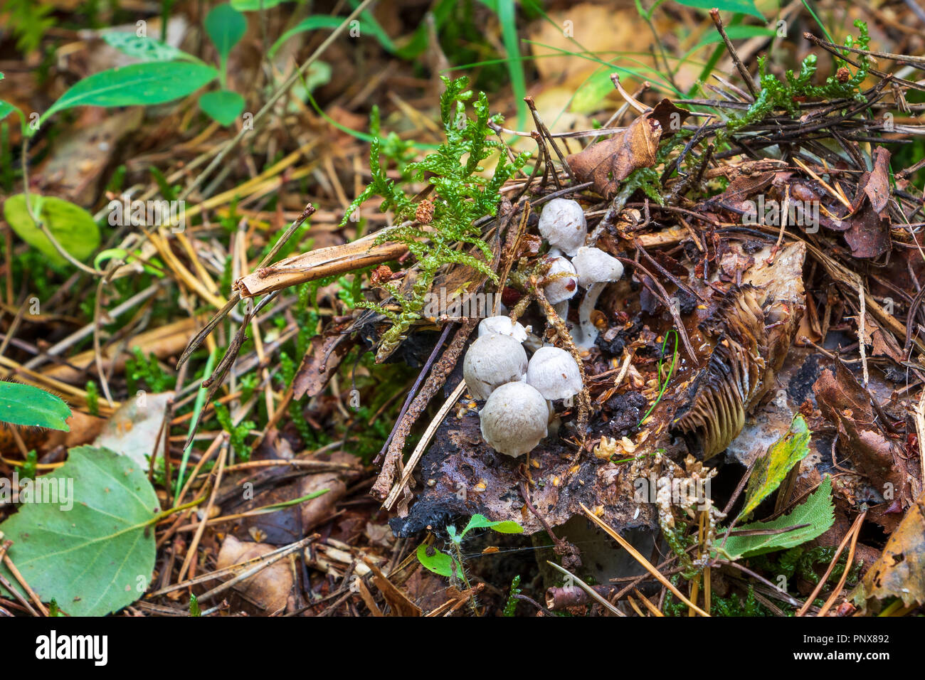 Small grey fungi growing on a larger decaying toadstool or mushroom ...