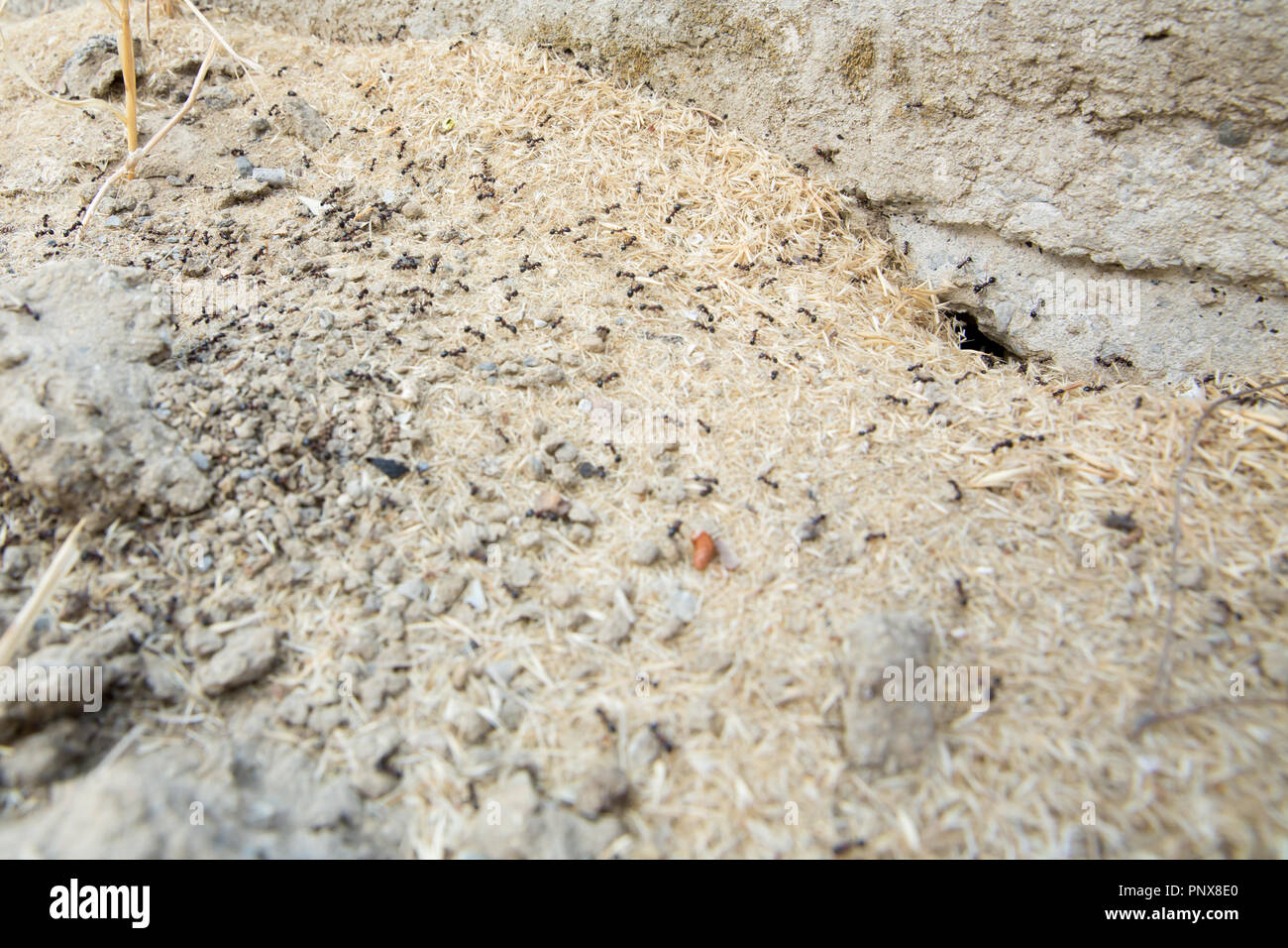 Black ants in desert near an anthill . Sugar ants gather around the ...