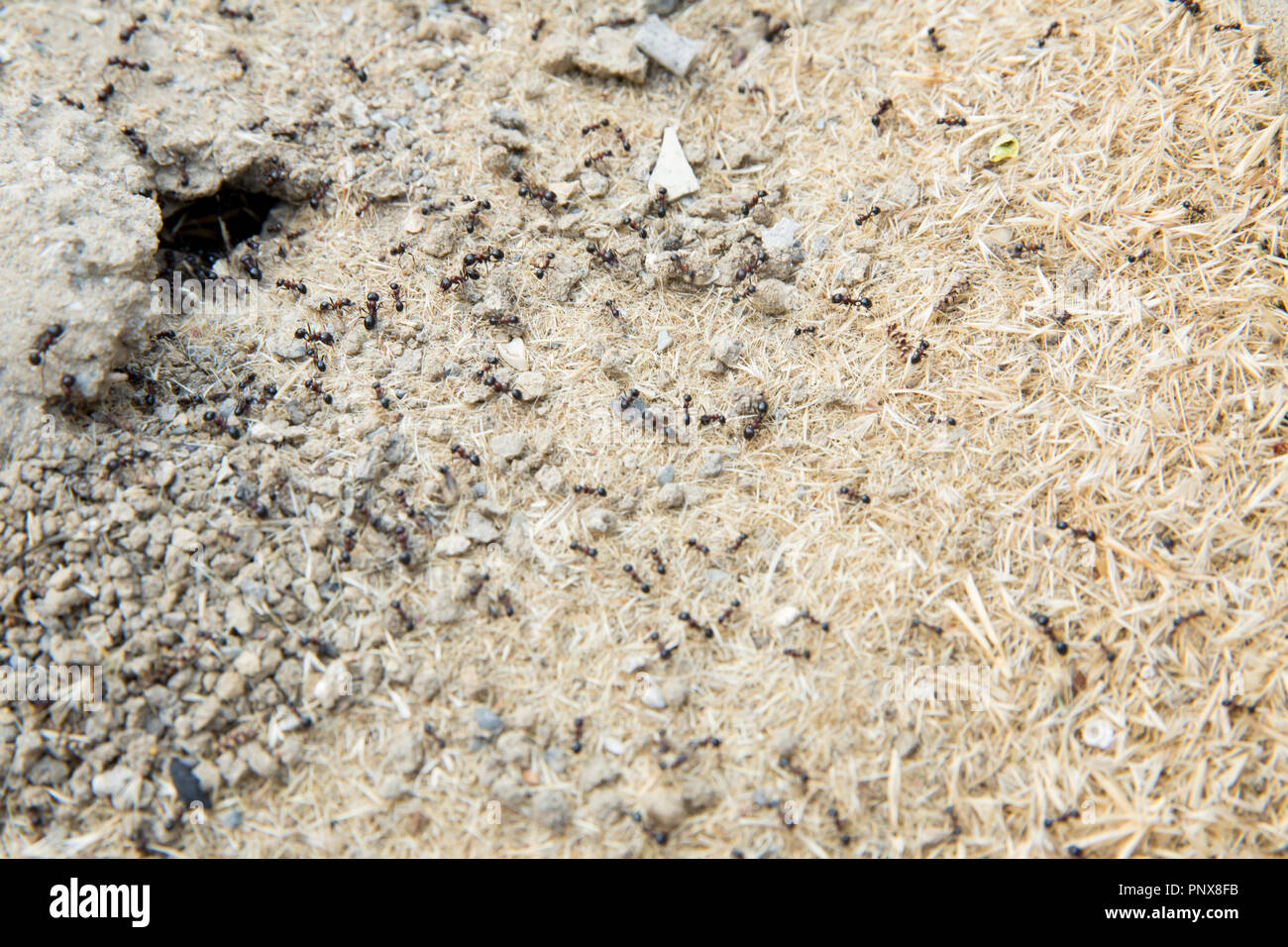 Black ants in desert near an anthill . Sugar ants gather around the ...