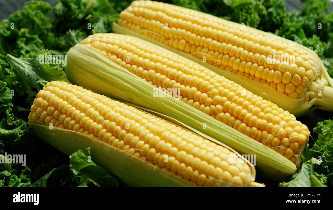 Corn ears in green Stock Photo - Alamy