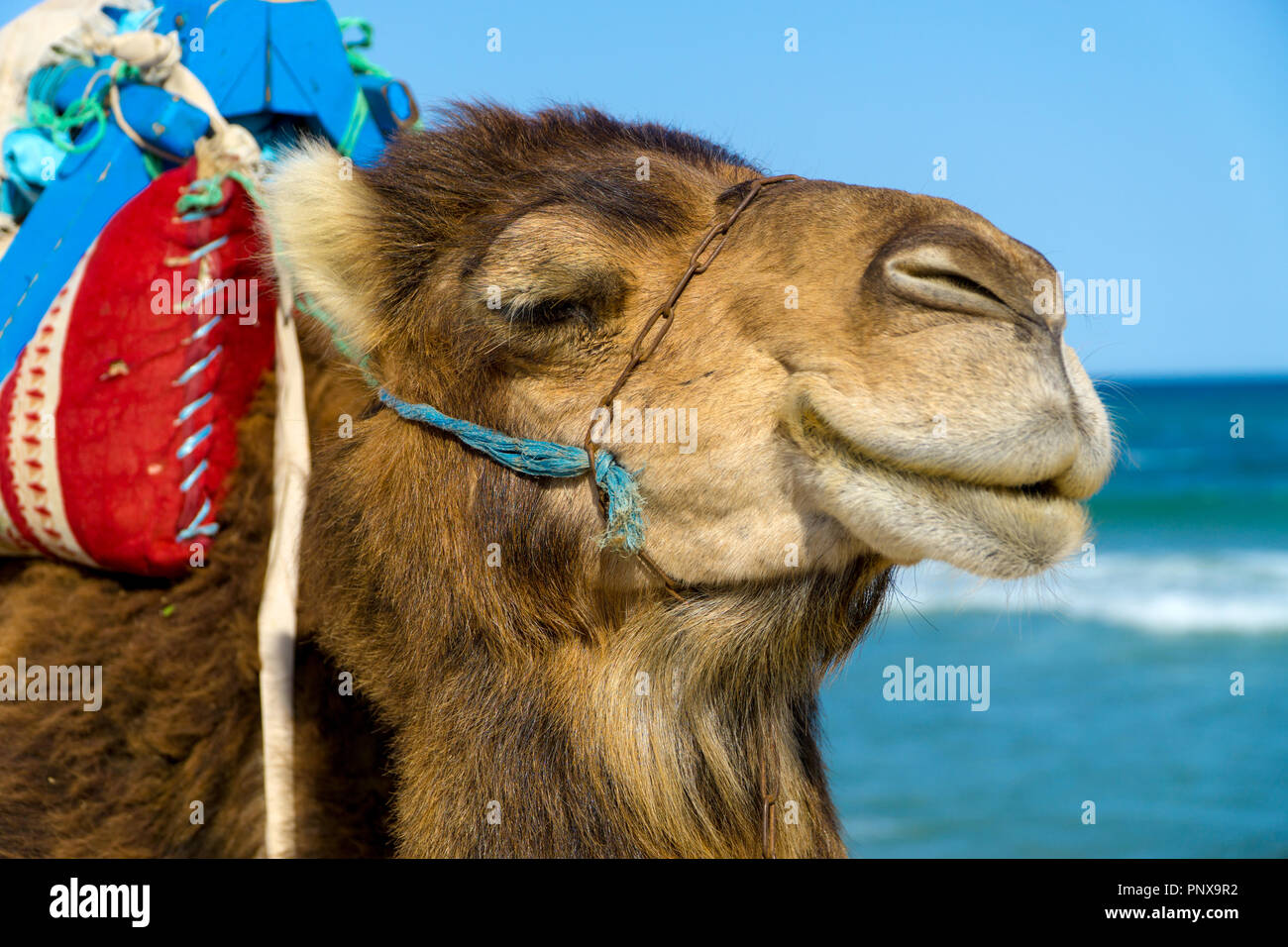 Photo of a head of a dromedary on the beach of Tunisia with the ...