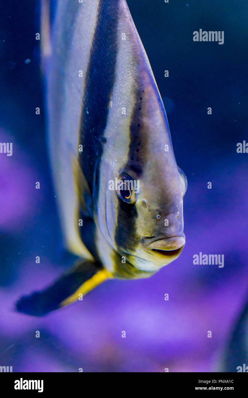 Orbicular bat fish hi-res stock photography and images - Alamy